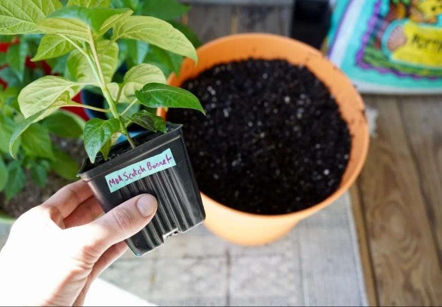 Maintaining the Optimum Growing Environment for Scotch Bonnet with ...