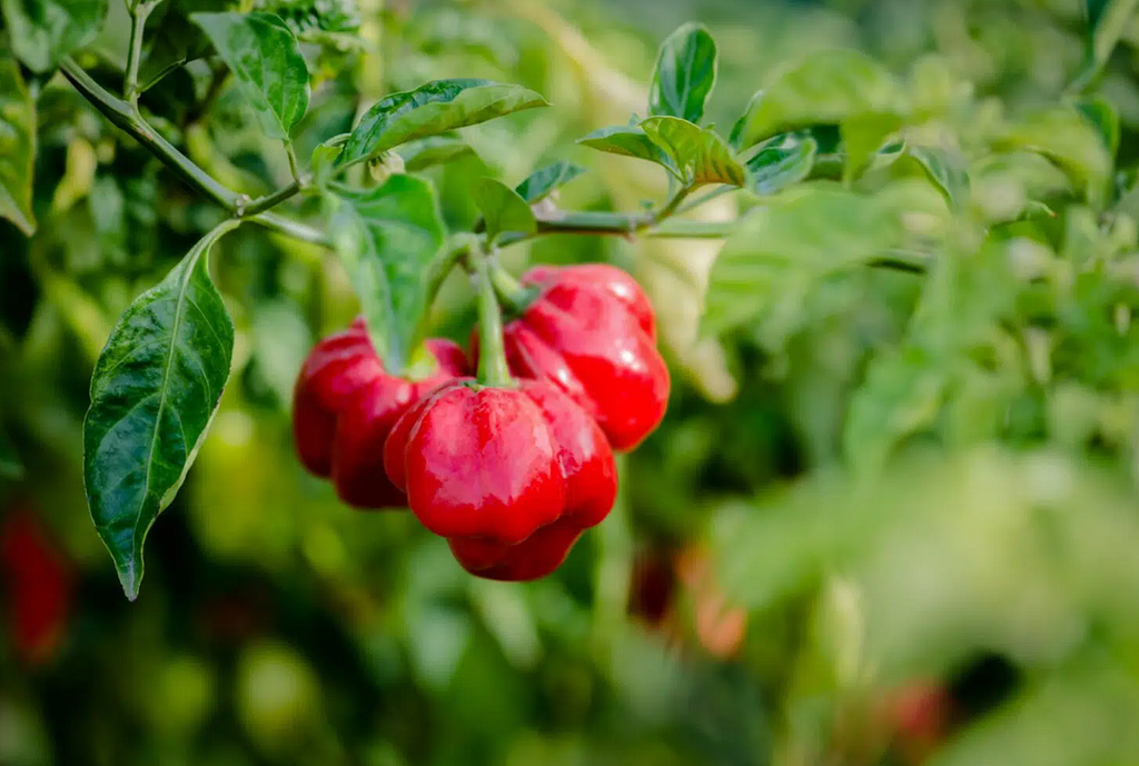 Maintaining the Optimum Growing Environment for Scotch Bonnet with ...