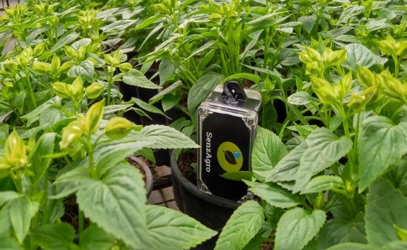 Maintaining the Optimum Growing Environment for Scotch Bonnet with ...